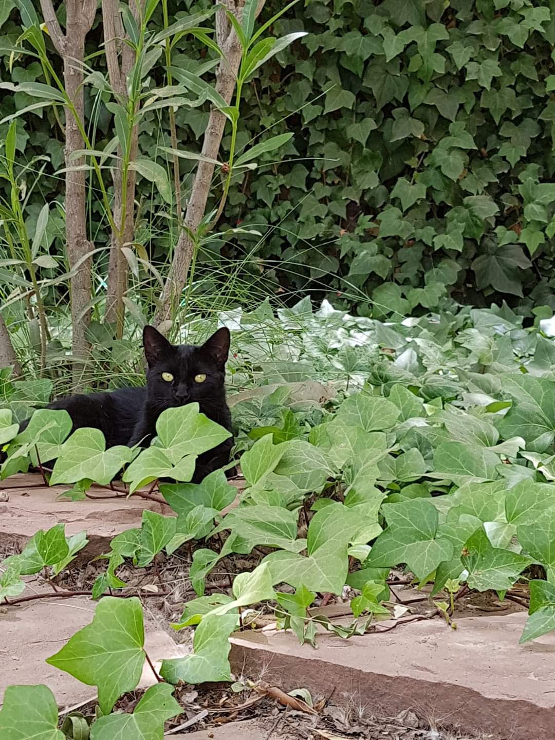 Moustique - Association Le Chat Rouge