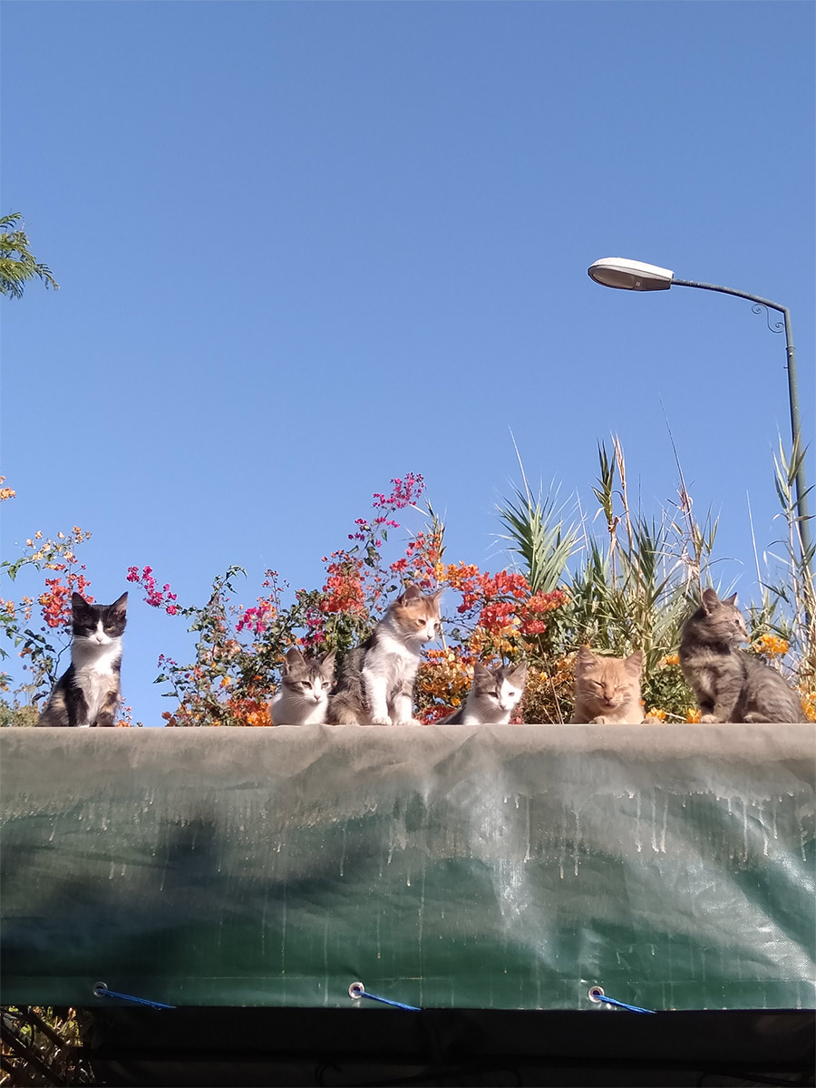 Nourrir - Association Le Chat Rouge