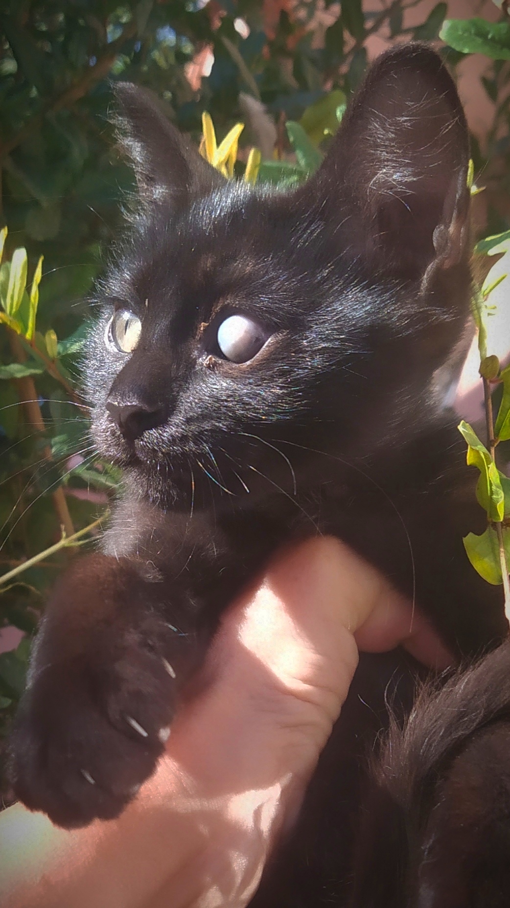 Soigner - Le chat rouge