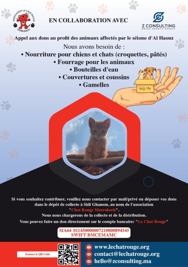 Tremblement de terre à Marrakech …. Le chat rouge se mobilise ! - Le ...